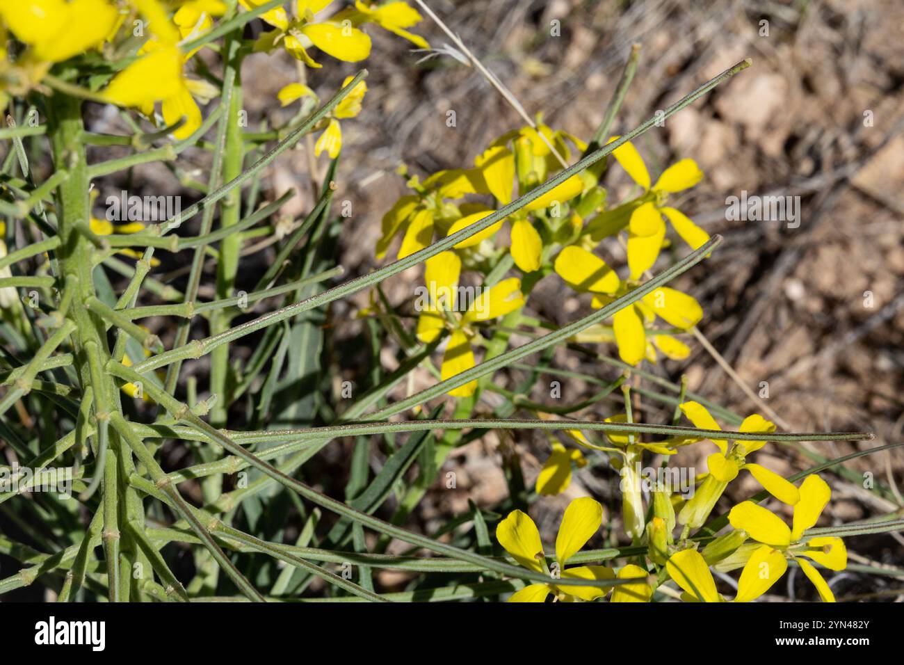 Prairie-rocket Wallflower (Erysimum asperum Stock Photo - Alamy
