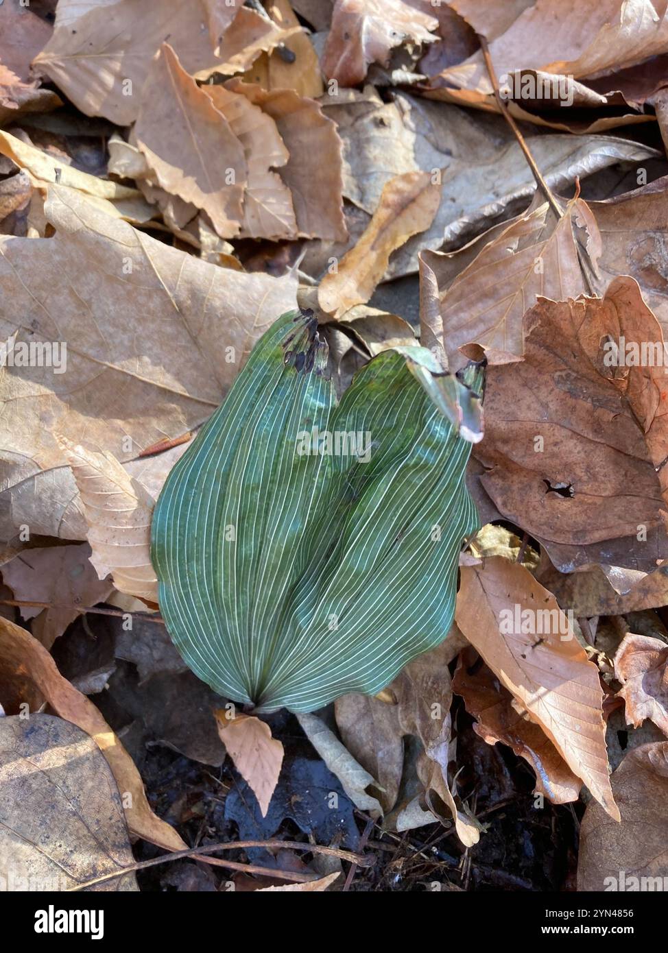 putty root (Aplectrum hyemale Stock Photo - Alamy