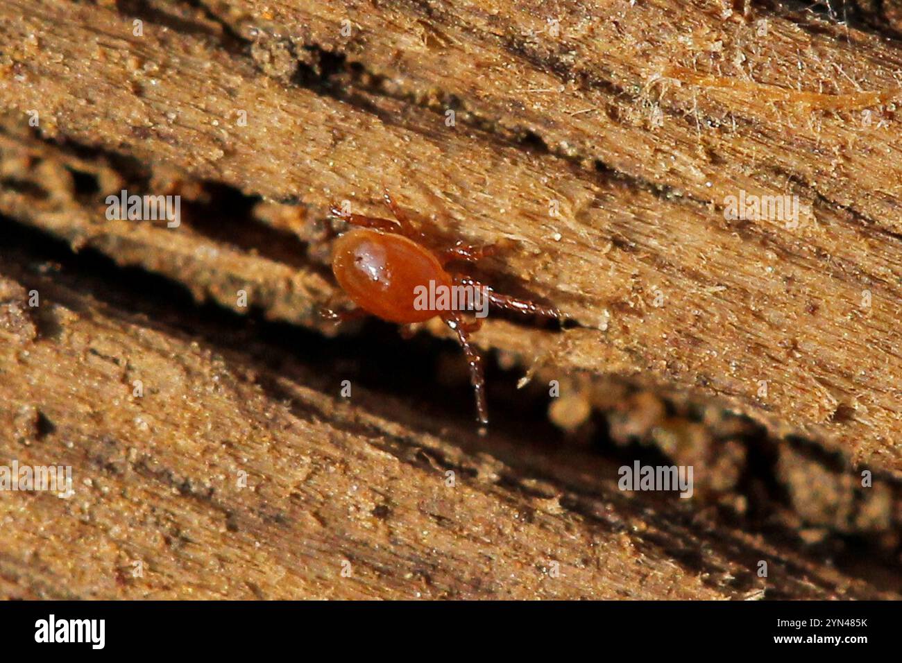 Prostigmata hi-res stock photography and images - Alamy