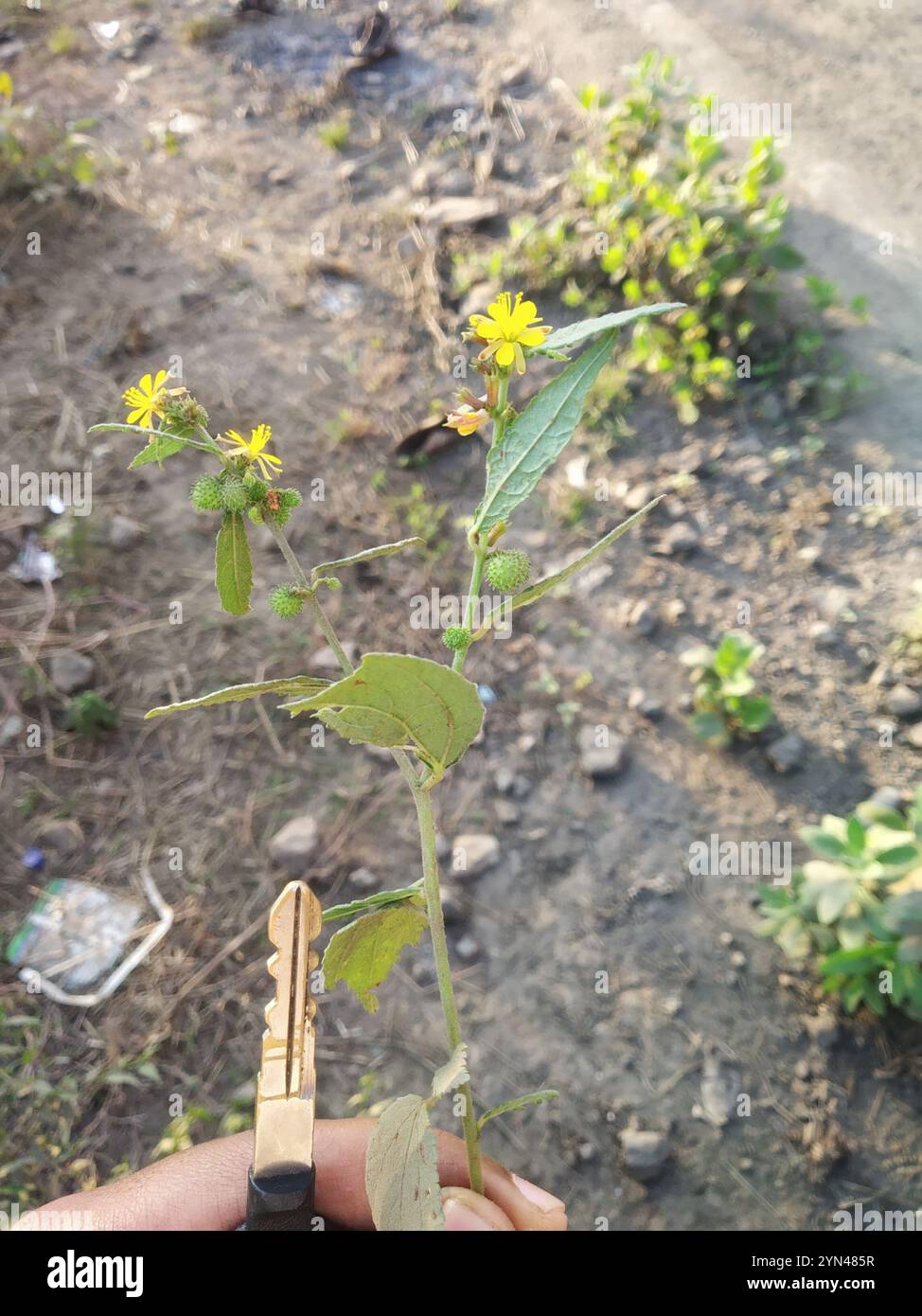 Chinese Bur (Triumfetta rhomboidea Stock Photo - Alamy