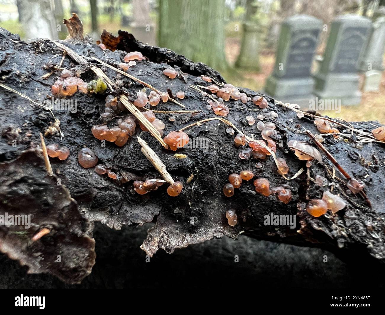 Crystal Brain Fungus (Myxarium nucleatum Stock Photo - Alamy