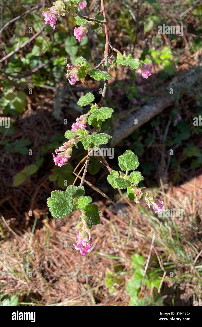 Chaparral Currant (Ribes malvaceum Stock Photo - Alamy