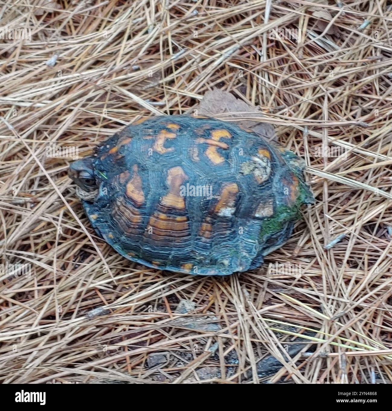 Eastern Box Turtle (Terrapene carolina carolina Stock Photo - Alamy