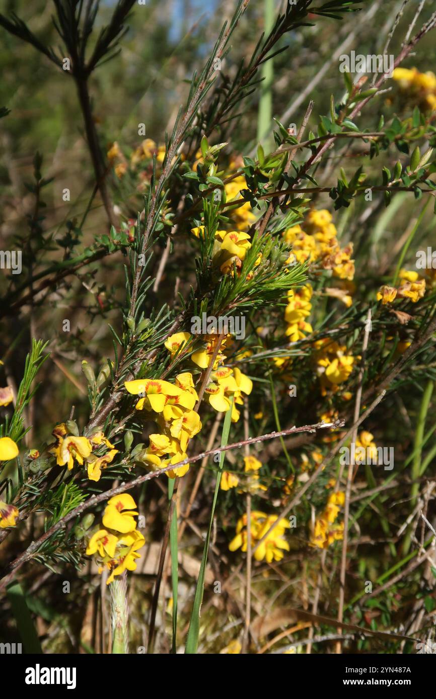 Smooth Parrot-pea (Dillwynia glaberrima Stock Photo - Alamy