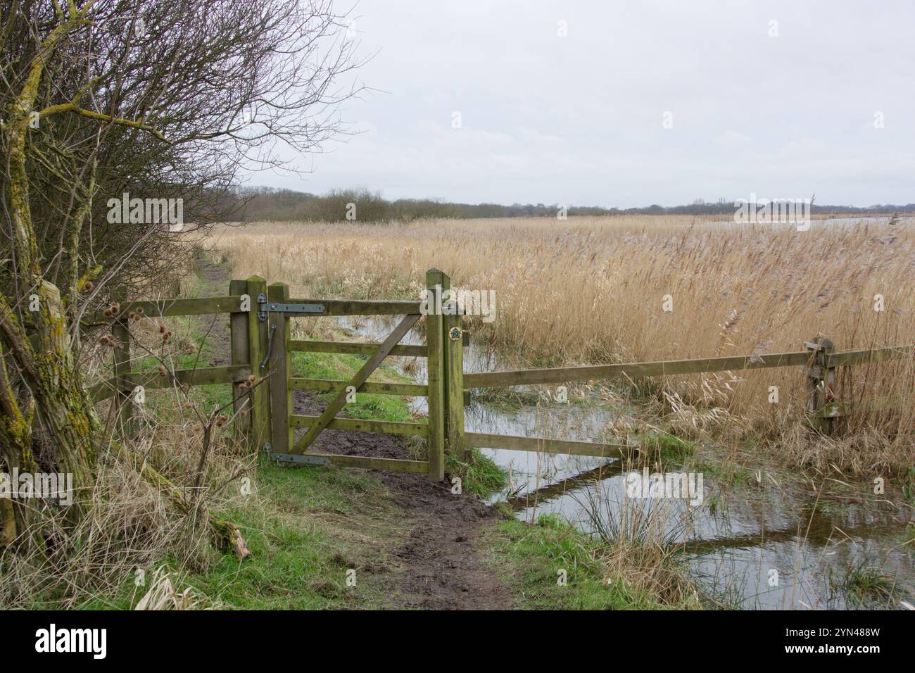 Footpath along the edge of Hickling Broad, Norfolk, UK Stock Photo - Alamy