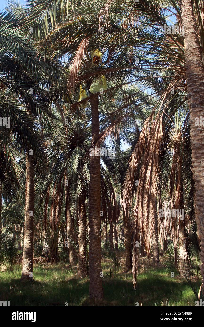 Souk the sou hi-res stock photography and images - Alamy