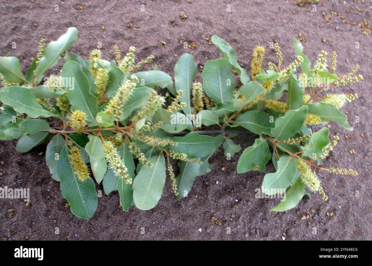 Leadwood (Combretum imberbe Stock Photo - Alamy