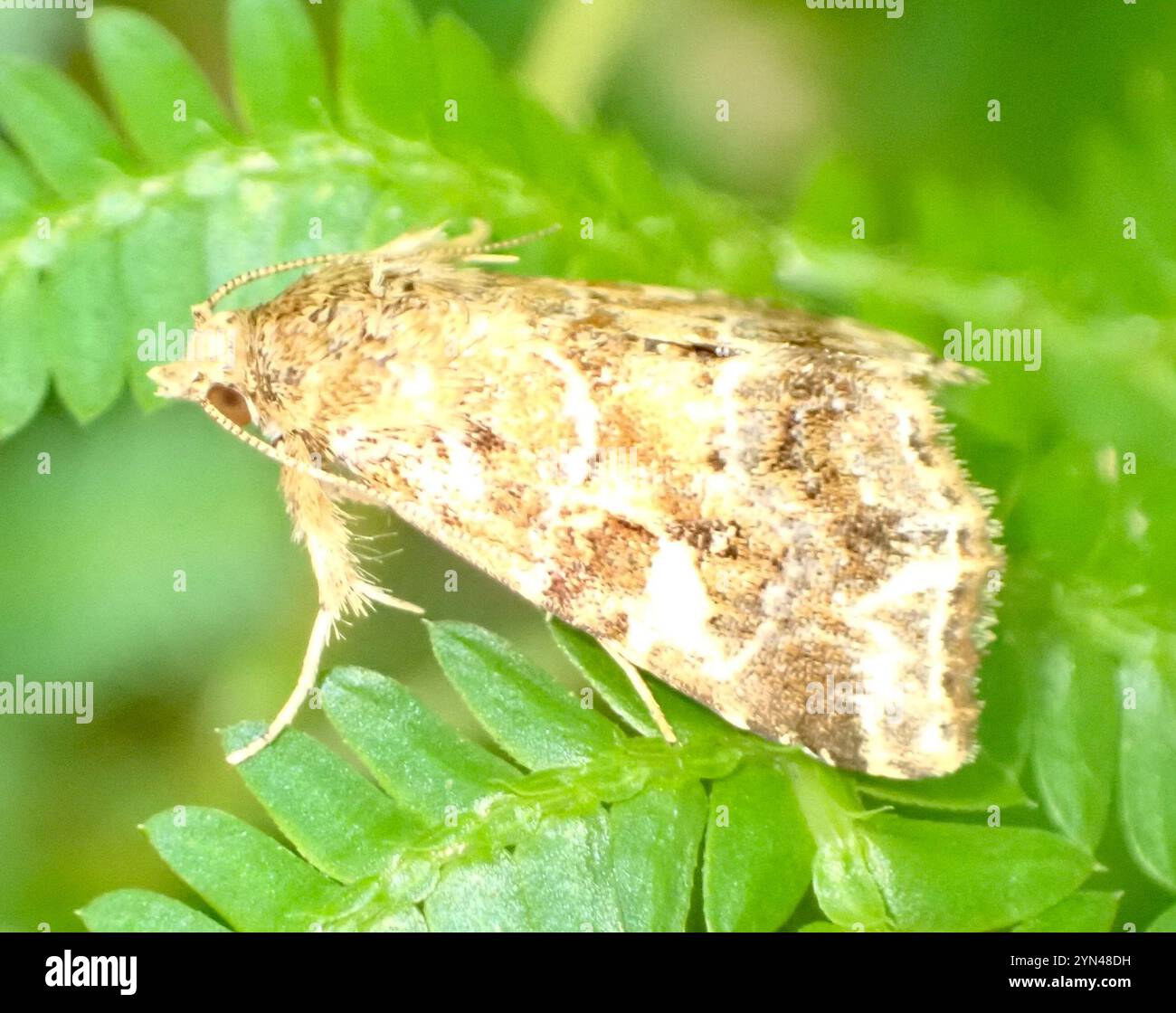 Owlet Moths and Allies (Noctuoidea Stock Photo - Alamy