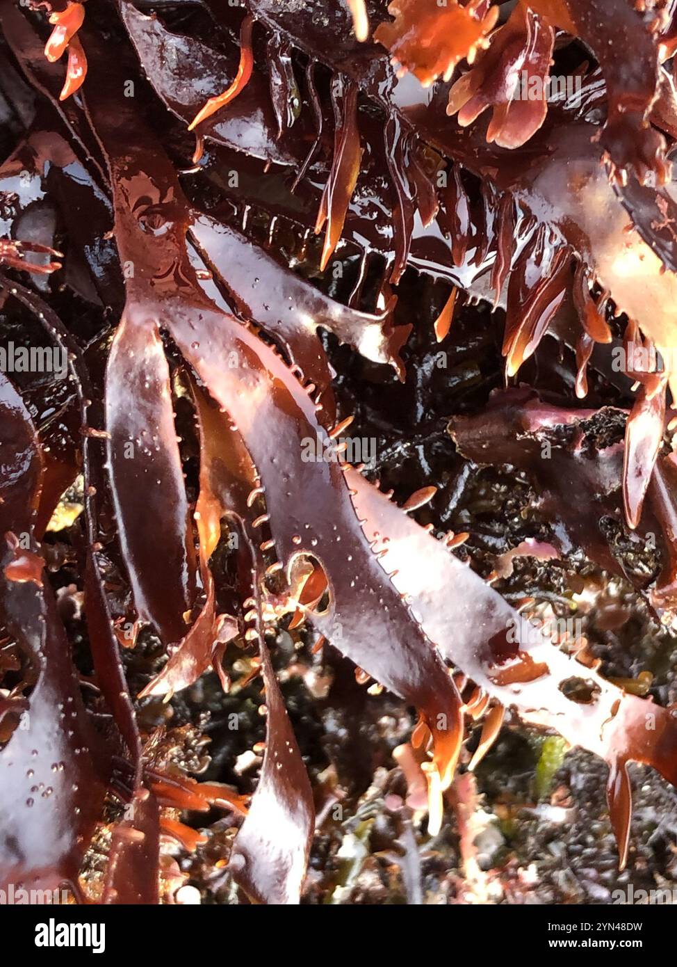 red algae (Rhodophyta Stock Photo - Alamy