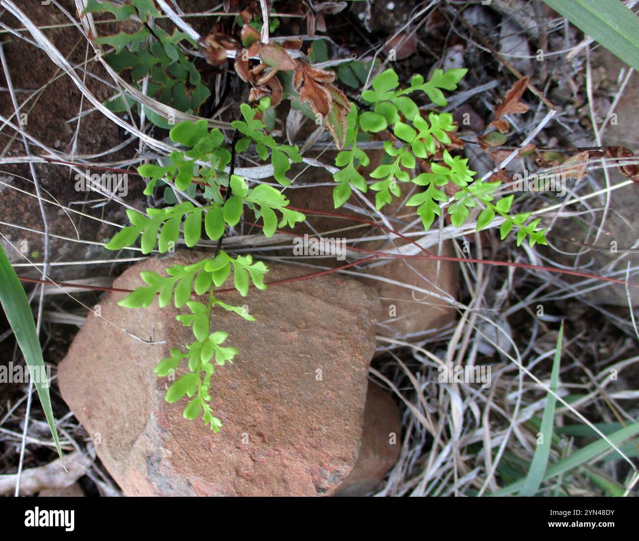 Lip Ferns (Cheilanthes Stock Photo - Alamy