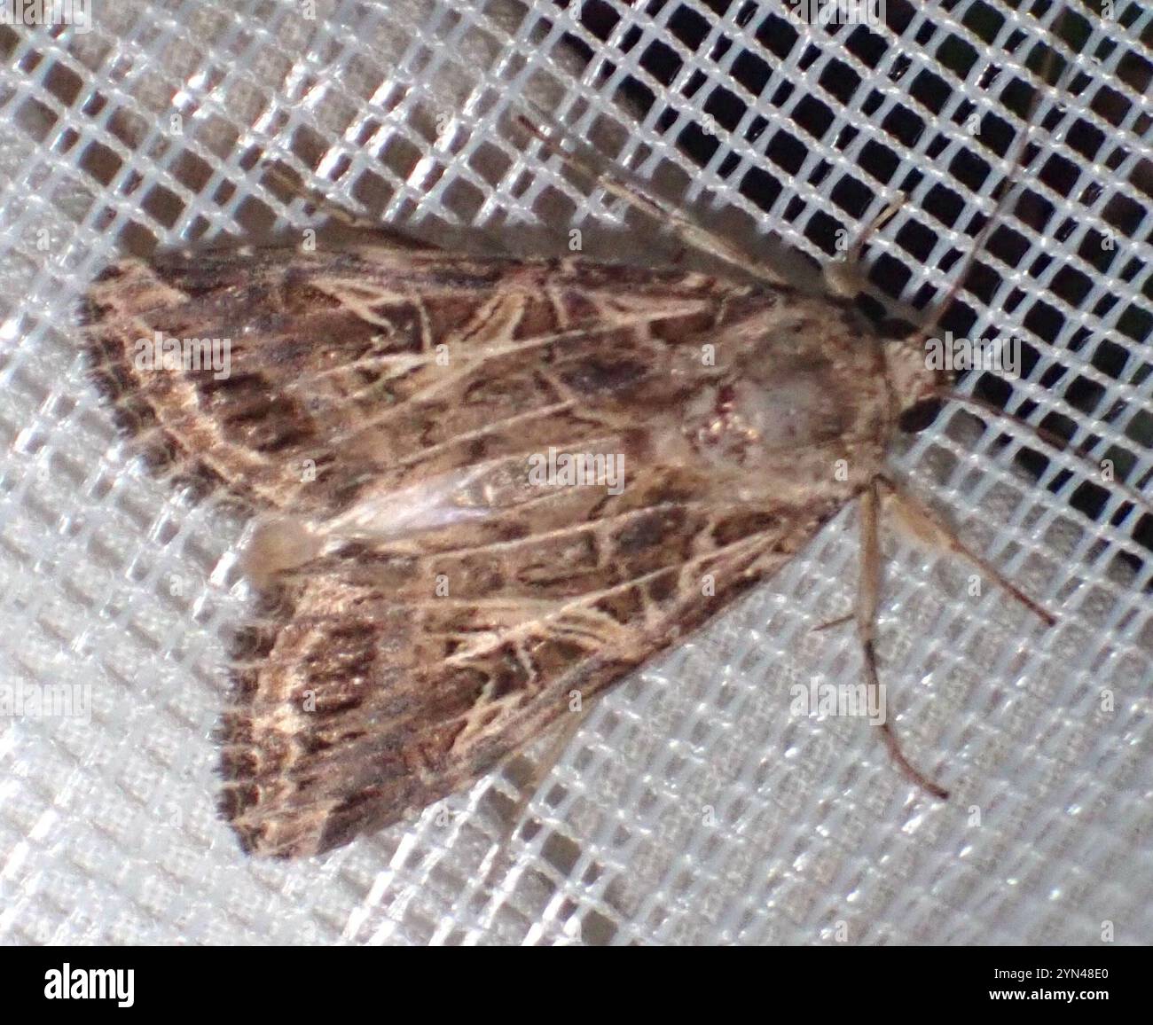 Mediterranean Brocade (Spodoptera littoralis Stock Photo - Alamy