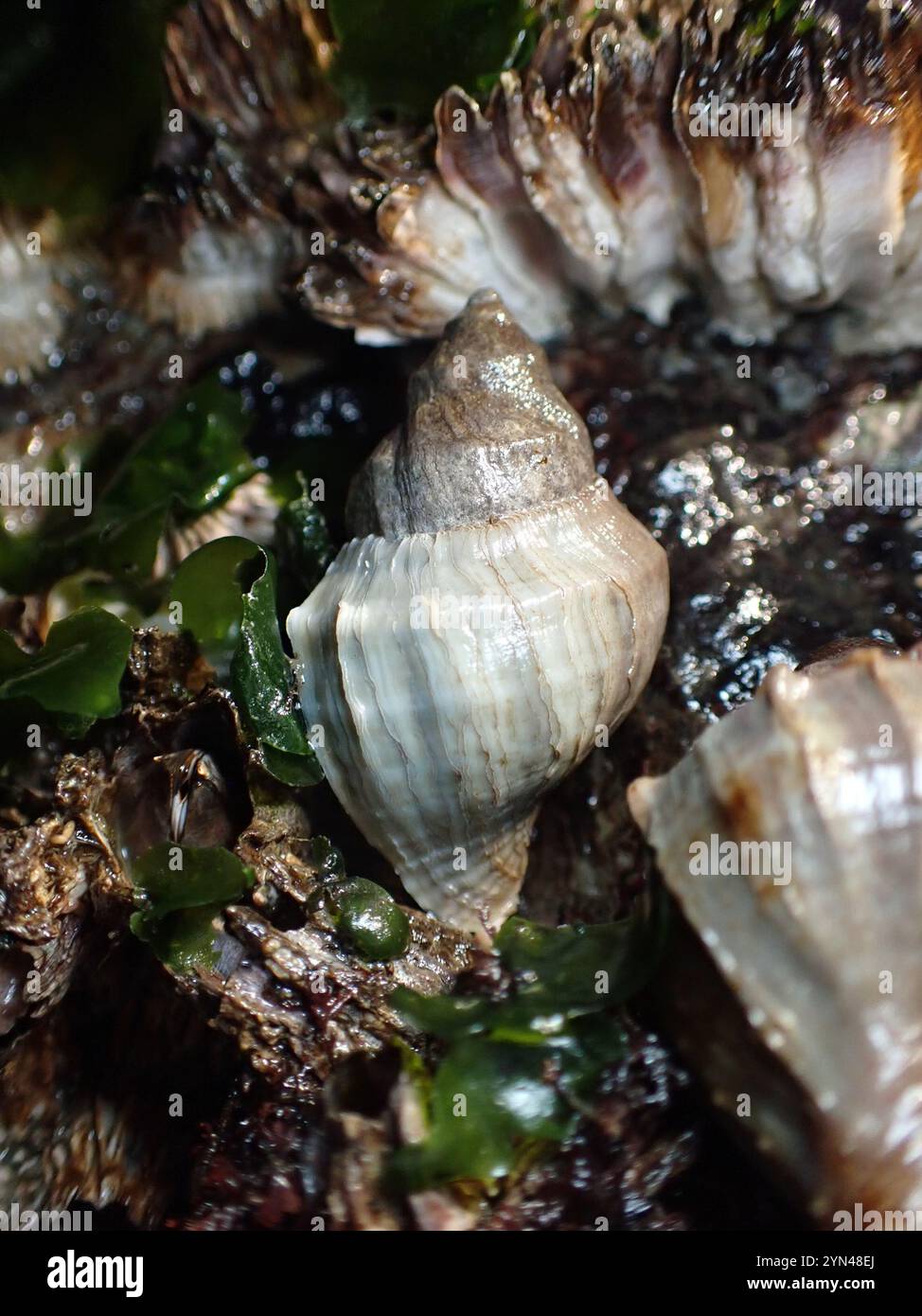 Frilled Dogwinkle (Nucella lamellosa Stock Photo - Alamy