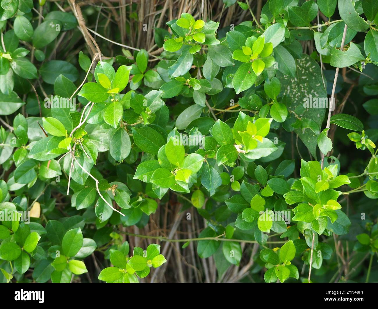 Australian Cow-plant (Gymnema sylvestre Stock Photo - Alamy