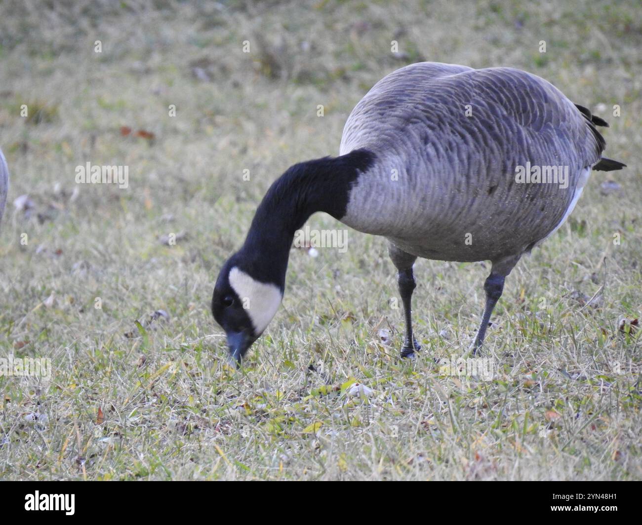 Canada Goose (Branta canadensis Stock Photo - Alamy