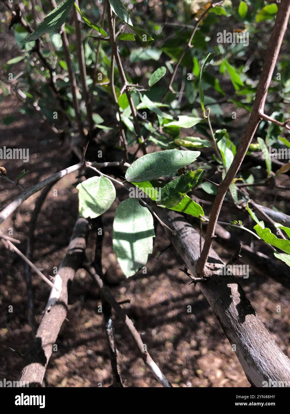 spiny hackberry (Celtis pallida Stock Photo - Alamy