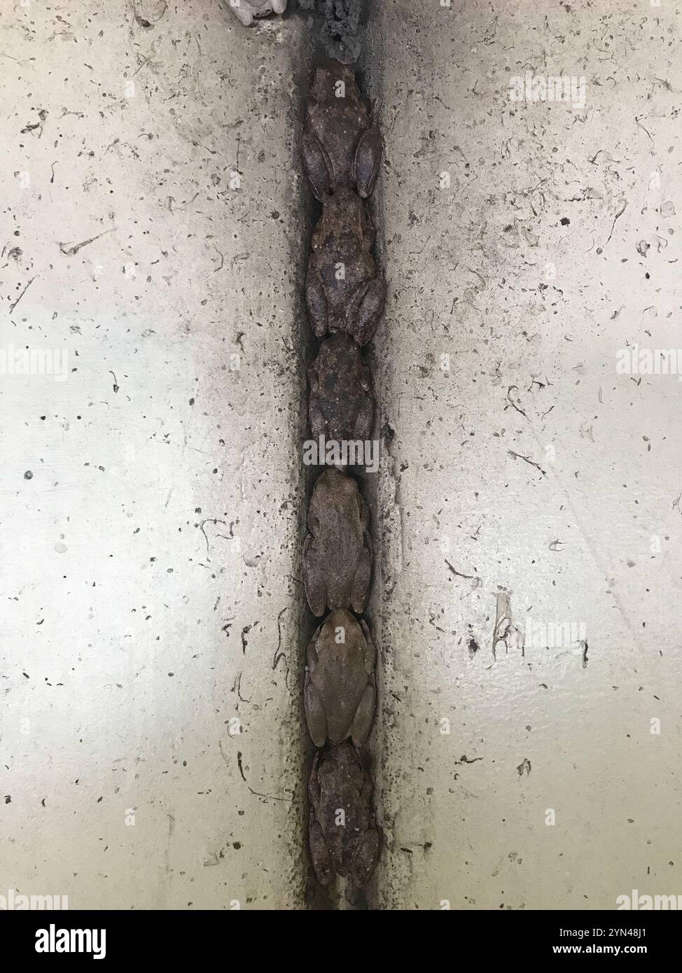 Northern Laughing Tree Frog (Litoria rothii Stock Photo - Alamy