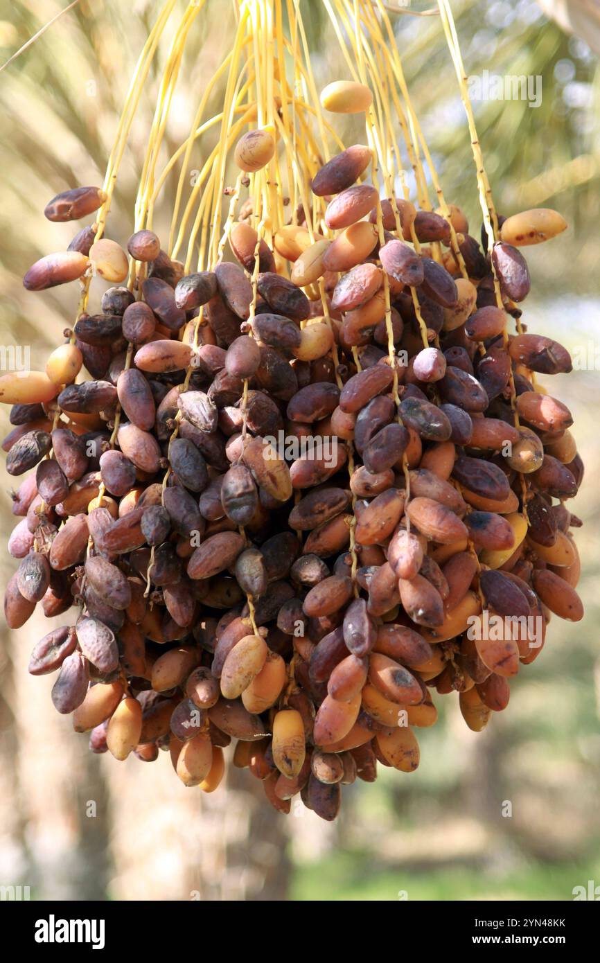 Date forest at Souk Al -Ahad 15 km from Kebili... The sixth session of ...