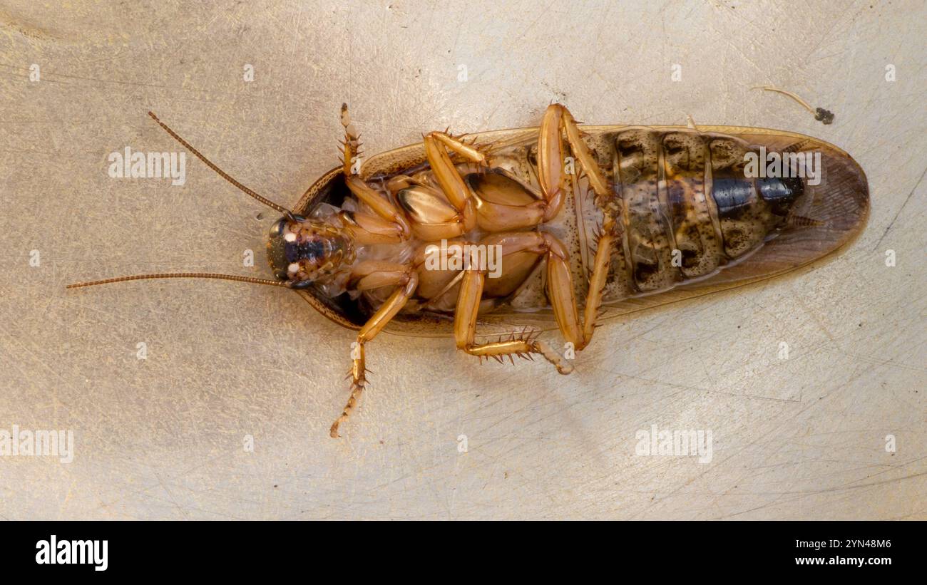 Giant Cockroaches (Blaberidae Stock Photo - Alamy