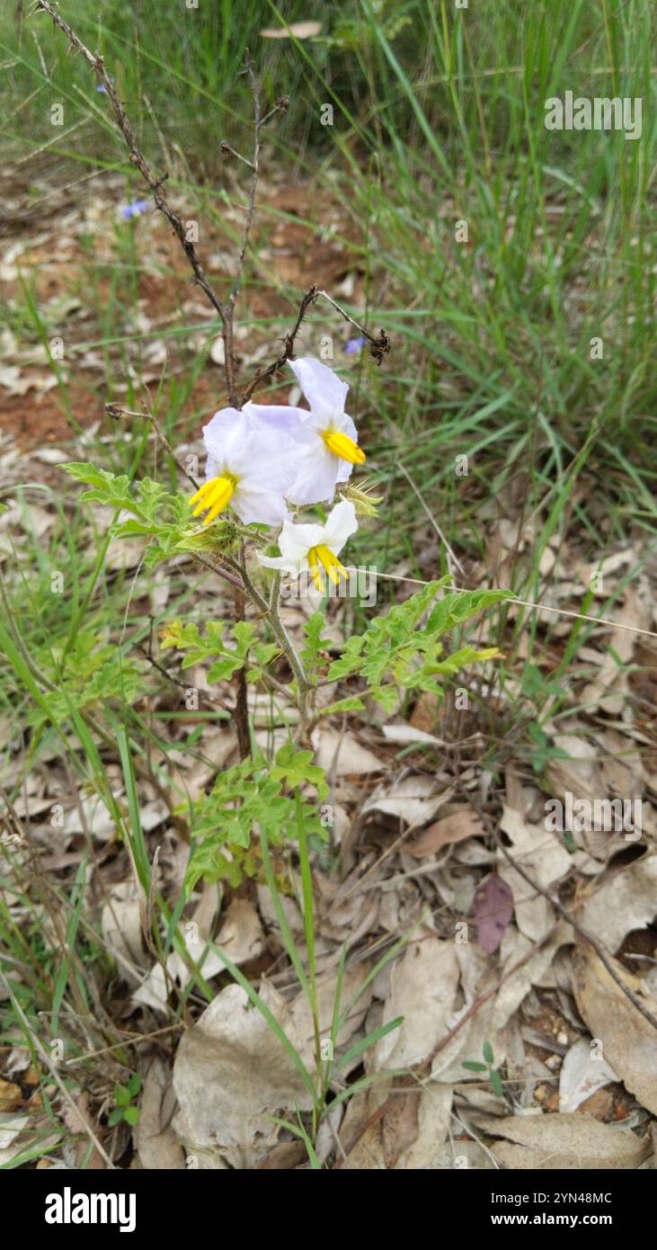 Red Buffalo-bur (Solanum sisymbriifolium Stock Photo - Alamy