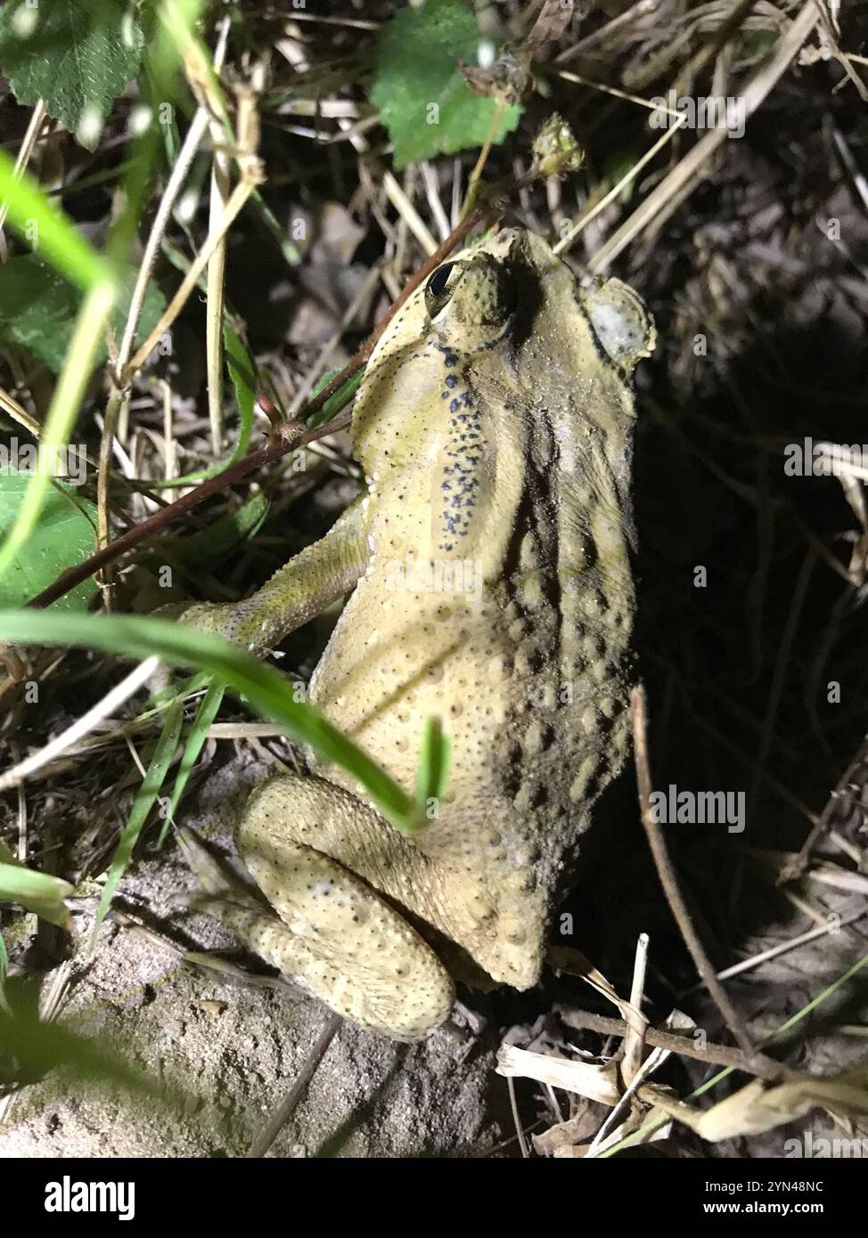 Asian Common Toad (Duttaphrynus melanostictus Stock Photo - Alamy