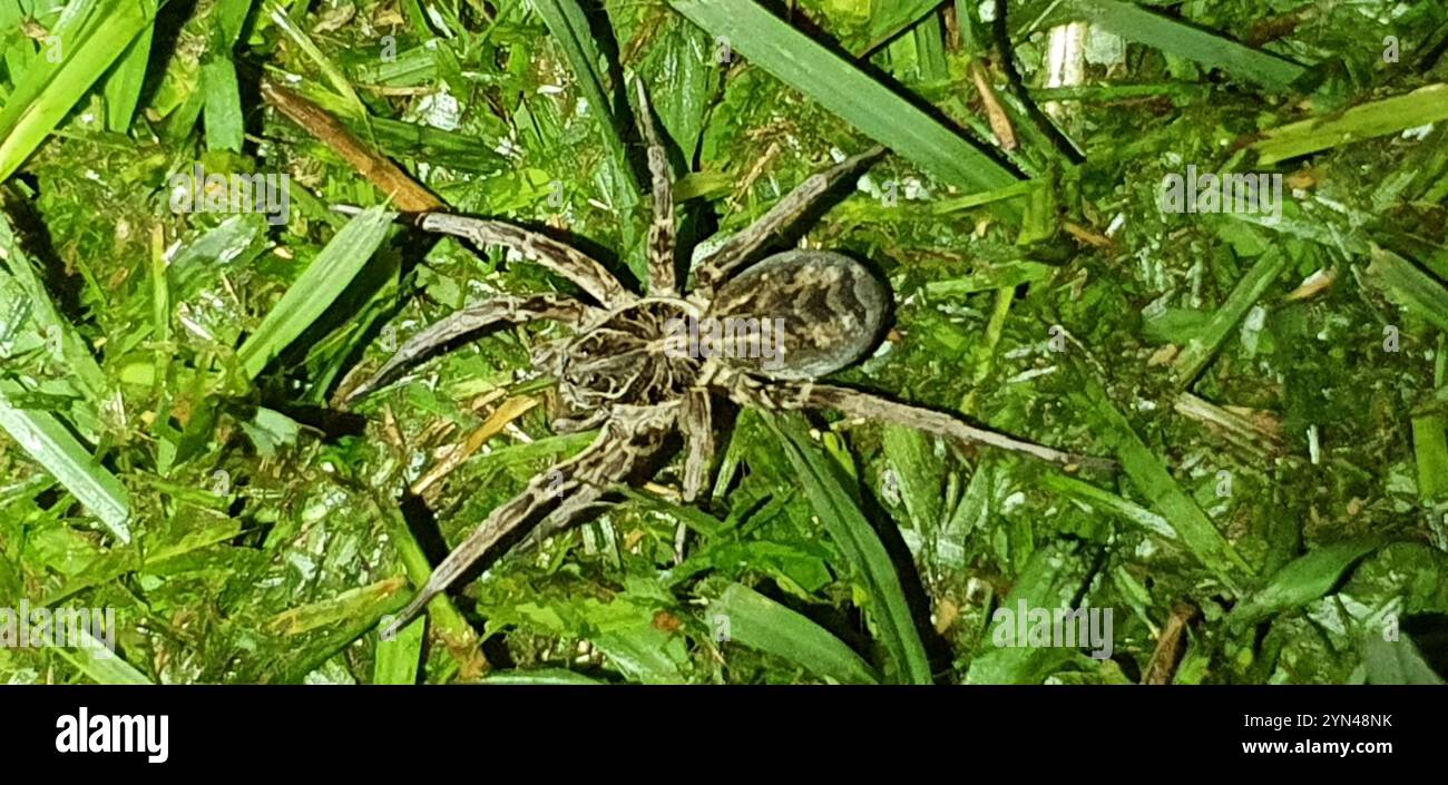 Union-Jack Wolf Spiders (Tasmanicosa Stock Photo - Alamy