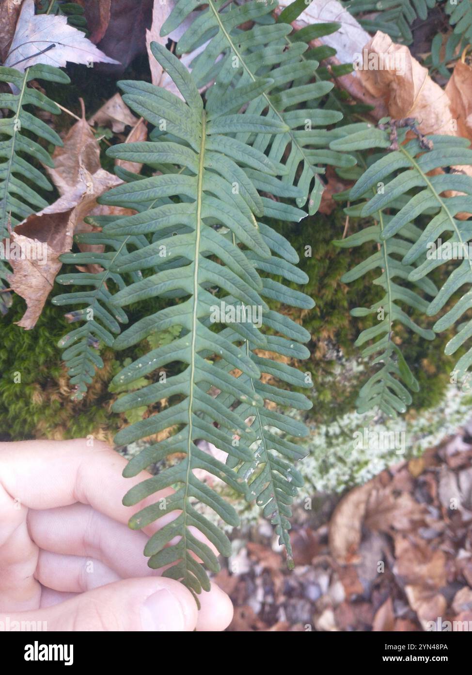 polypody ferns (Polypodium Stock Photo - Alamy
