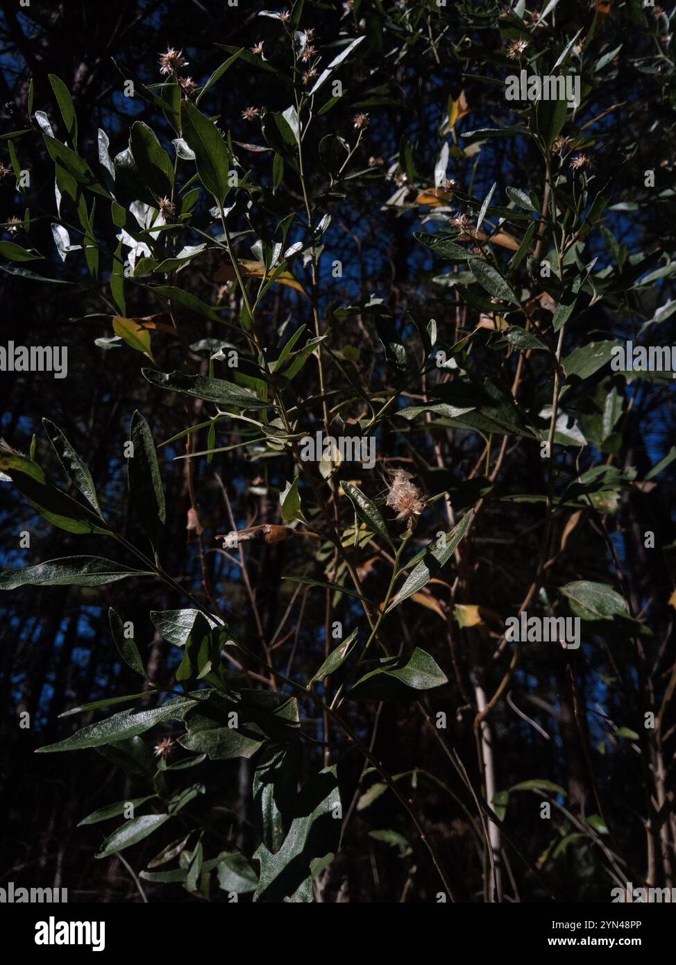 groundsel tree (Baccharis halimifolia Stock Photo - Alamy