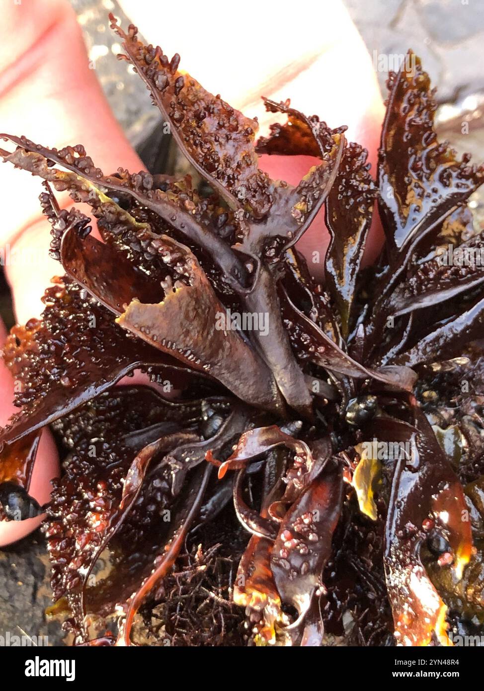 encrusting red algae (Mastocarpus Stock Photo - Alamy