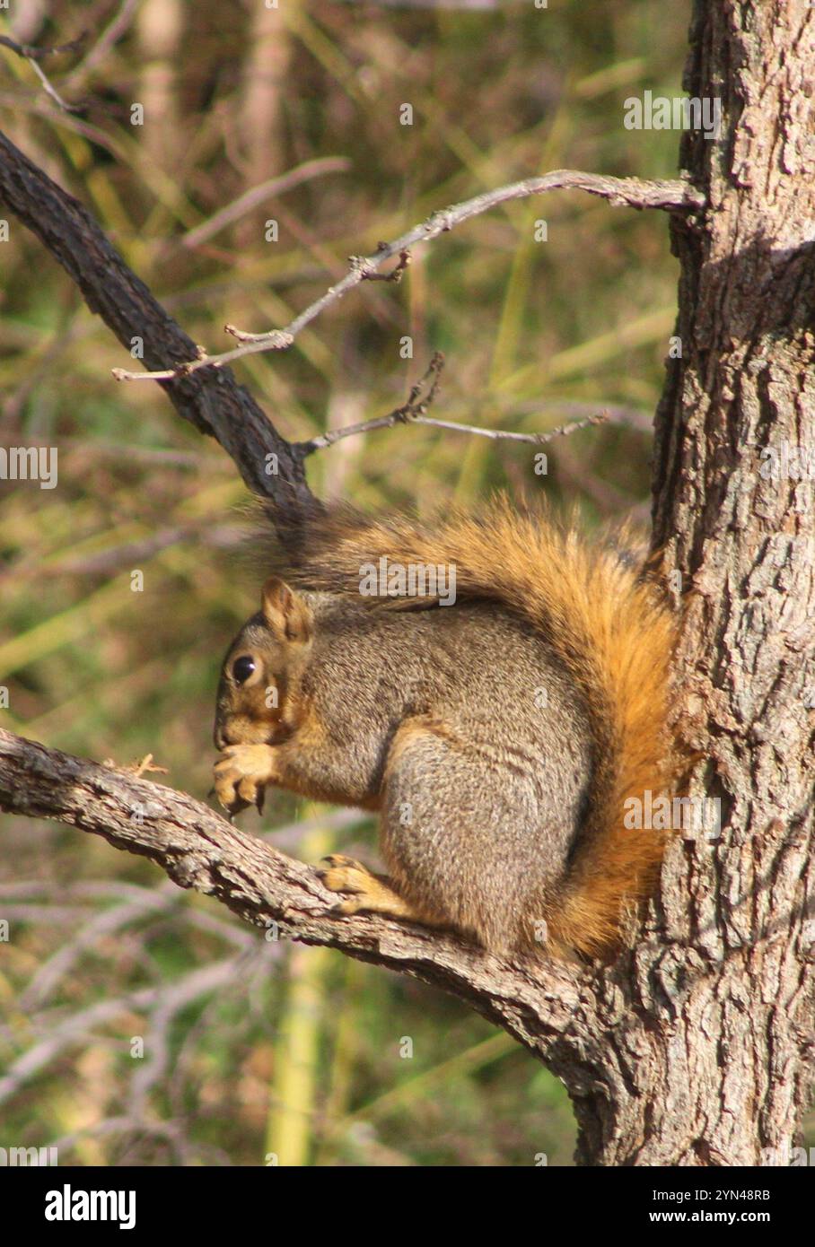 Eastern Fox Squirrel (Sciurus niger Stock Photo - Alamy