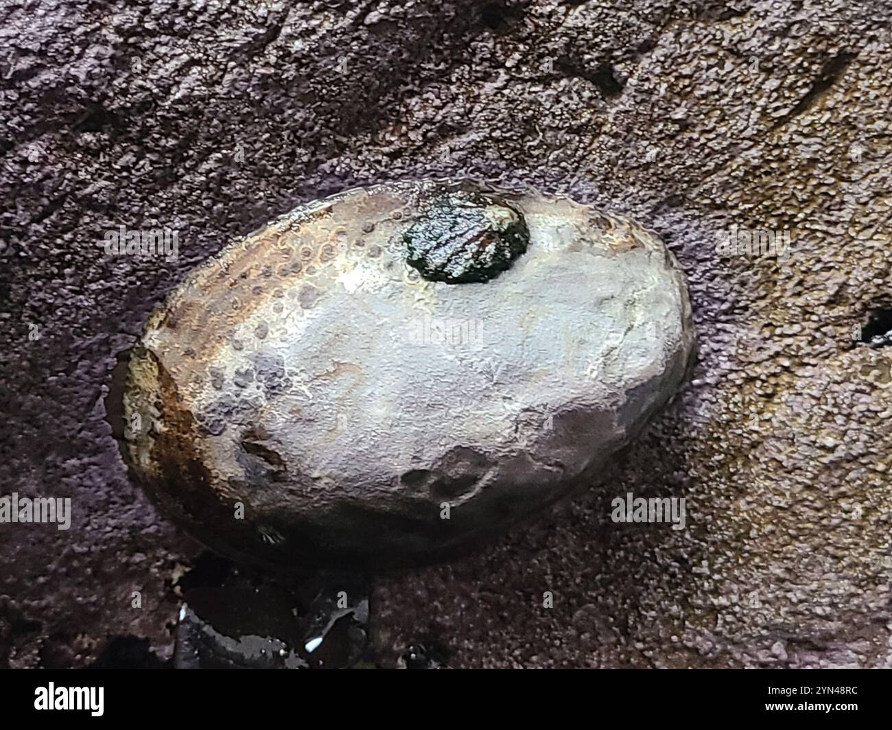 Owl Limpet (Lottia gigantea Stock Photo - Alamy