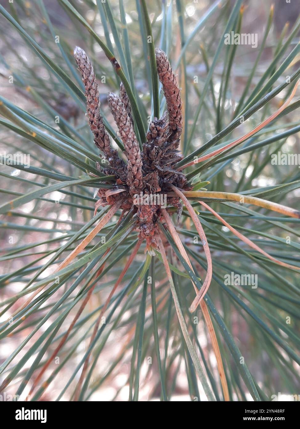 red pine (Pinus resinosa Stock Photo - Alamy