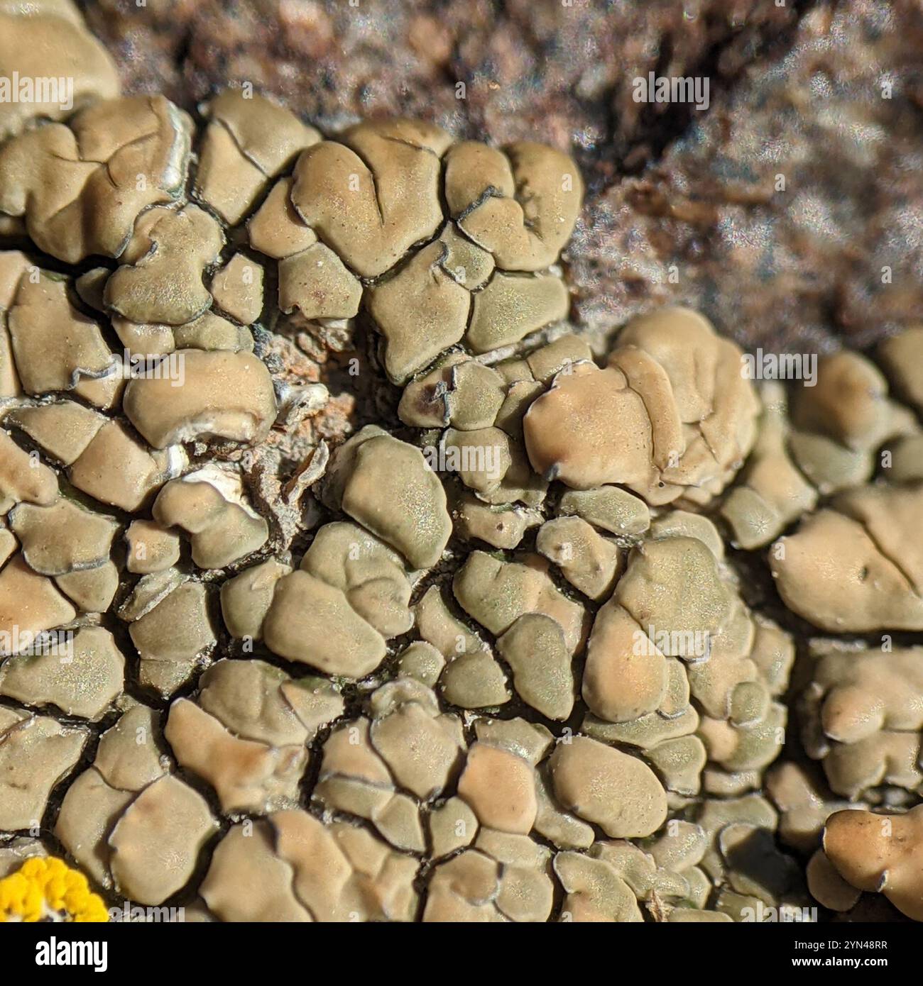 common lichens (Lecanoromycetes Stock Photo - Alamy