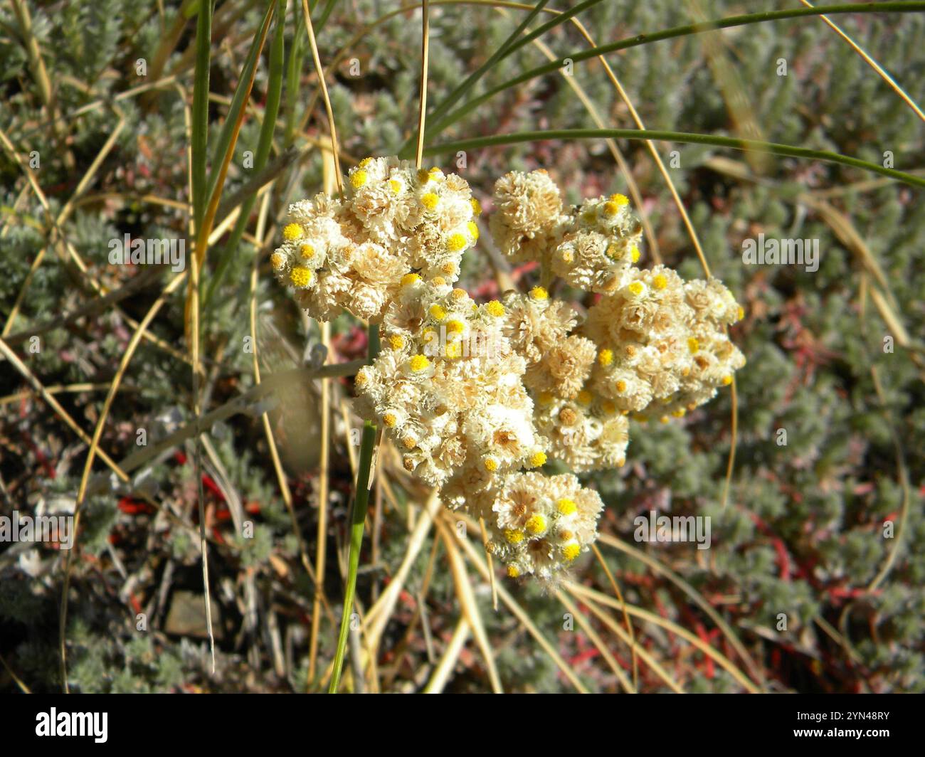 Honey Everlasting (Helichrysum patulum Stock Photo - Alamy