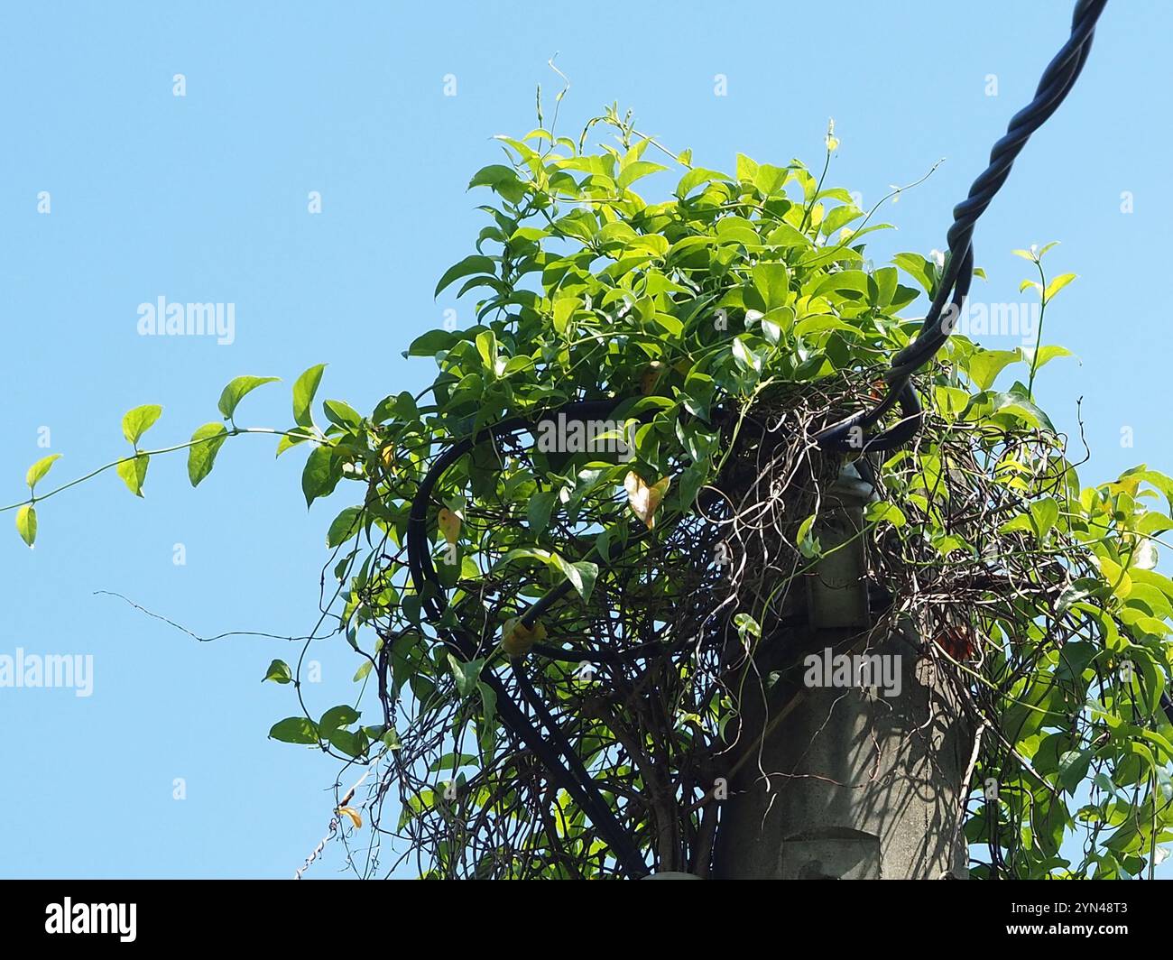 skunk vine (Paederia foetida Stock Photo - Alamy