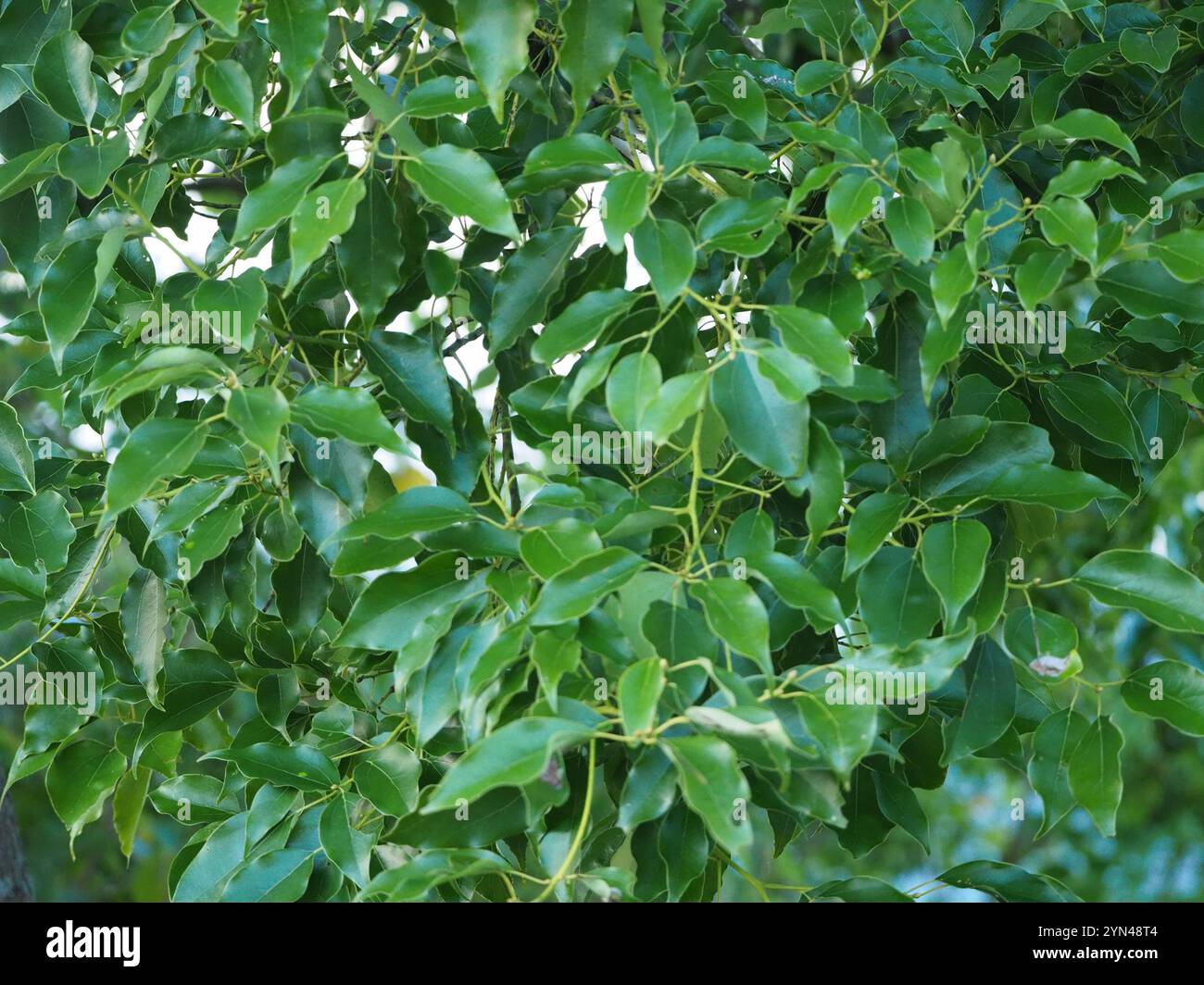 Camphor Tree (Cinnamomum camphora Stock Photo - Alamy