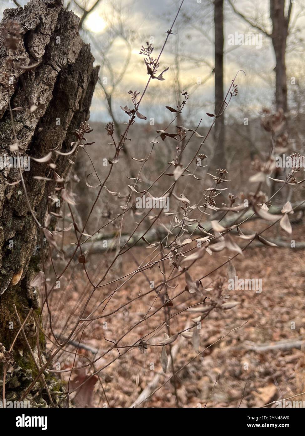 common dittany (Cunila origanoides Stock Photo - Alamy