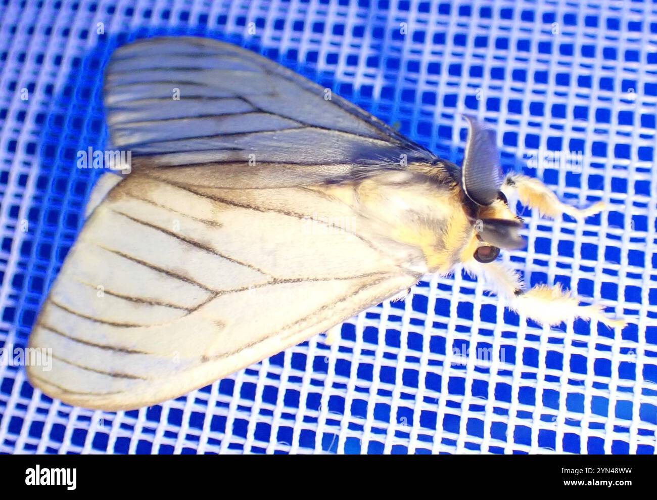 Hawk, Sphinx, Silk, Emperor, and Allied Moths (Bombycoidea Stock Photo ...