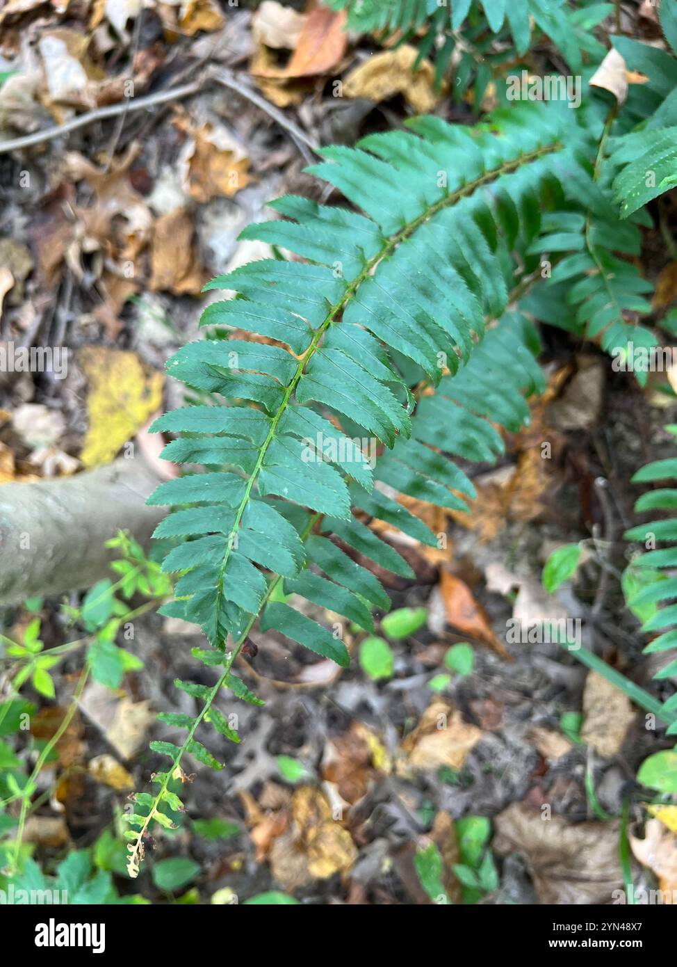 Christmas fern (Polystichum acrostichoides Stock Photo - Alamy
