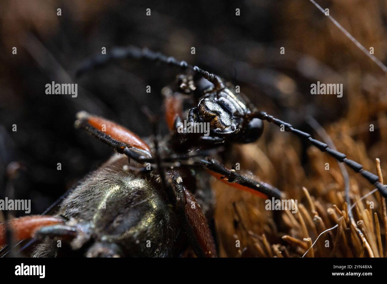 Winged and Once-winged Insects (Pterygota Stock Photo - Alamy