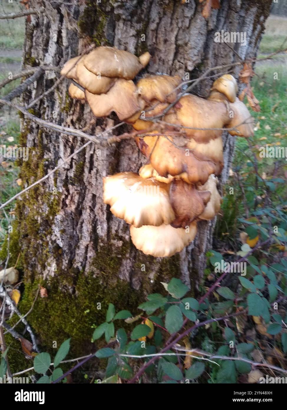 aspen oyster mushroom (Pleurotus populinus Stock Photo - Alamy