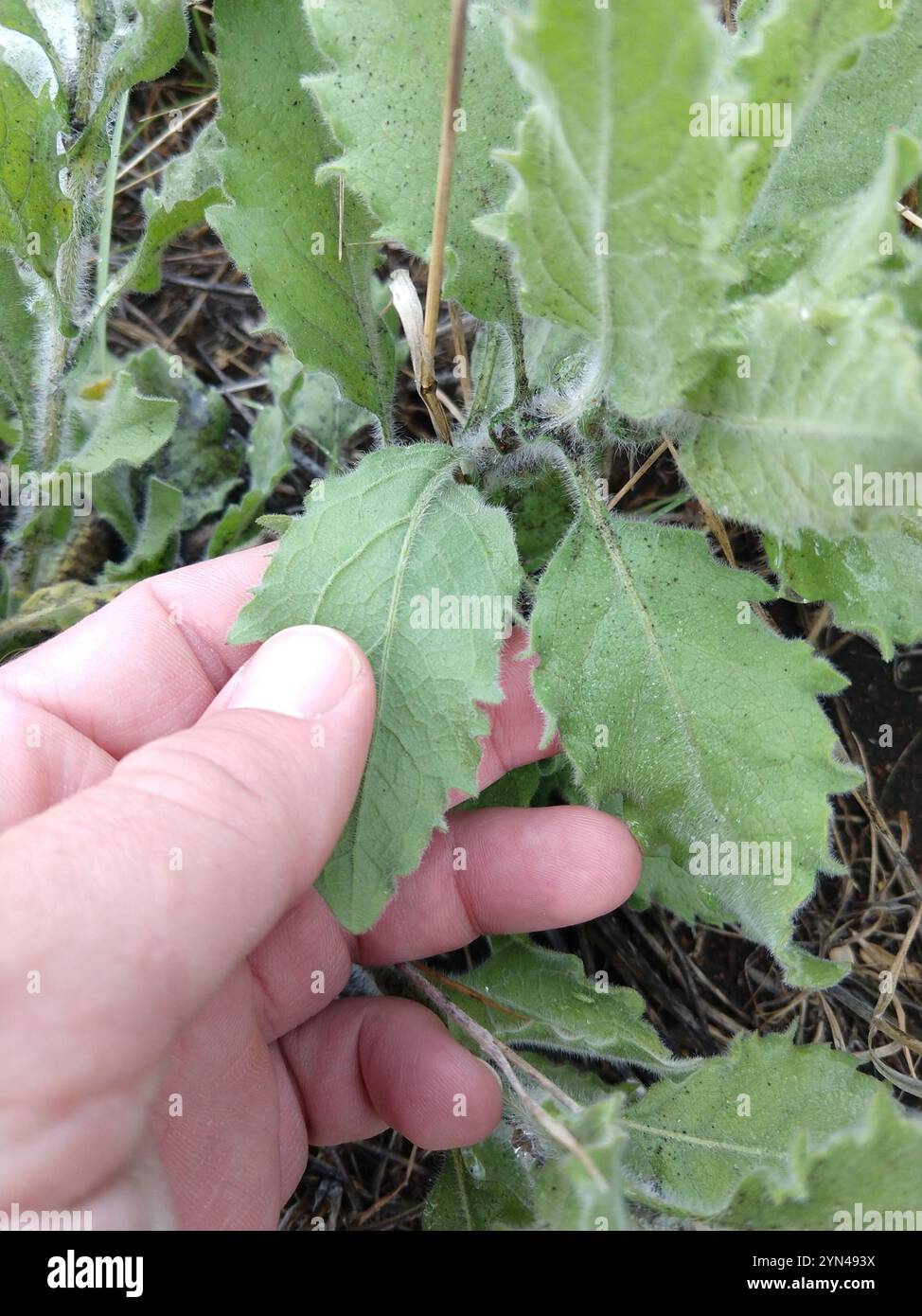 Telegraphweed (Heterotheca grandiflora Stock Photo - Alamy