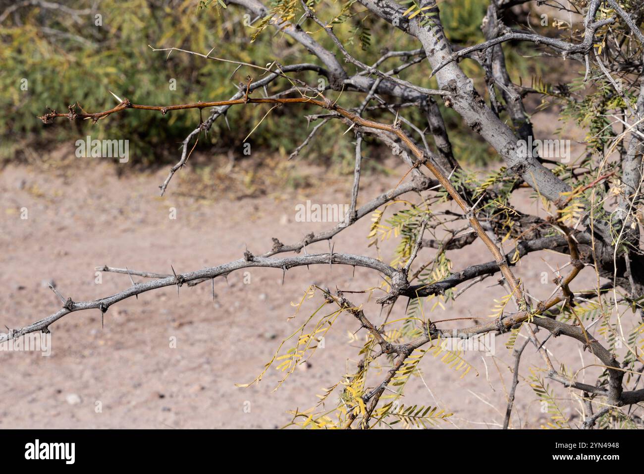 honey mesquite (Neltuma glandulosa Stock Photo - Alamy