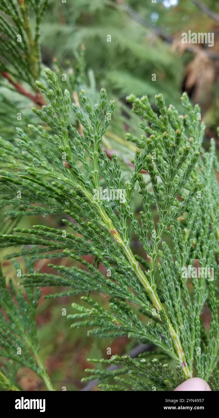 California incense-cedar (Calocedrus decurrens Stock Photo - Alamy