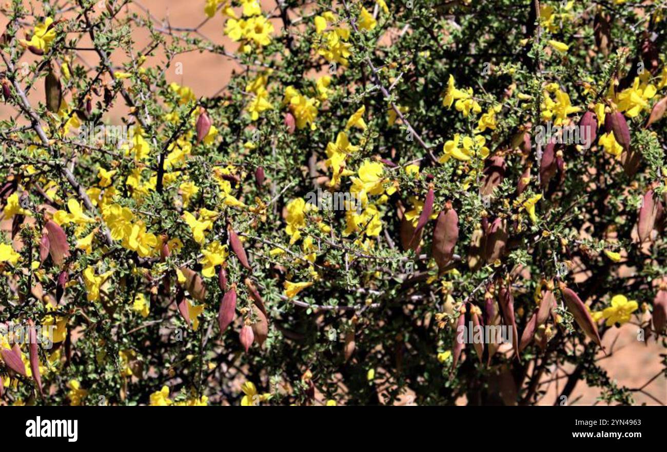Karoo gold hi-res stock photography and images - Alamy