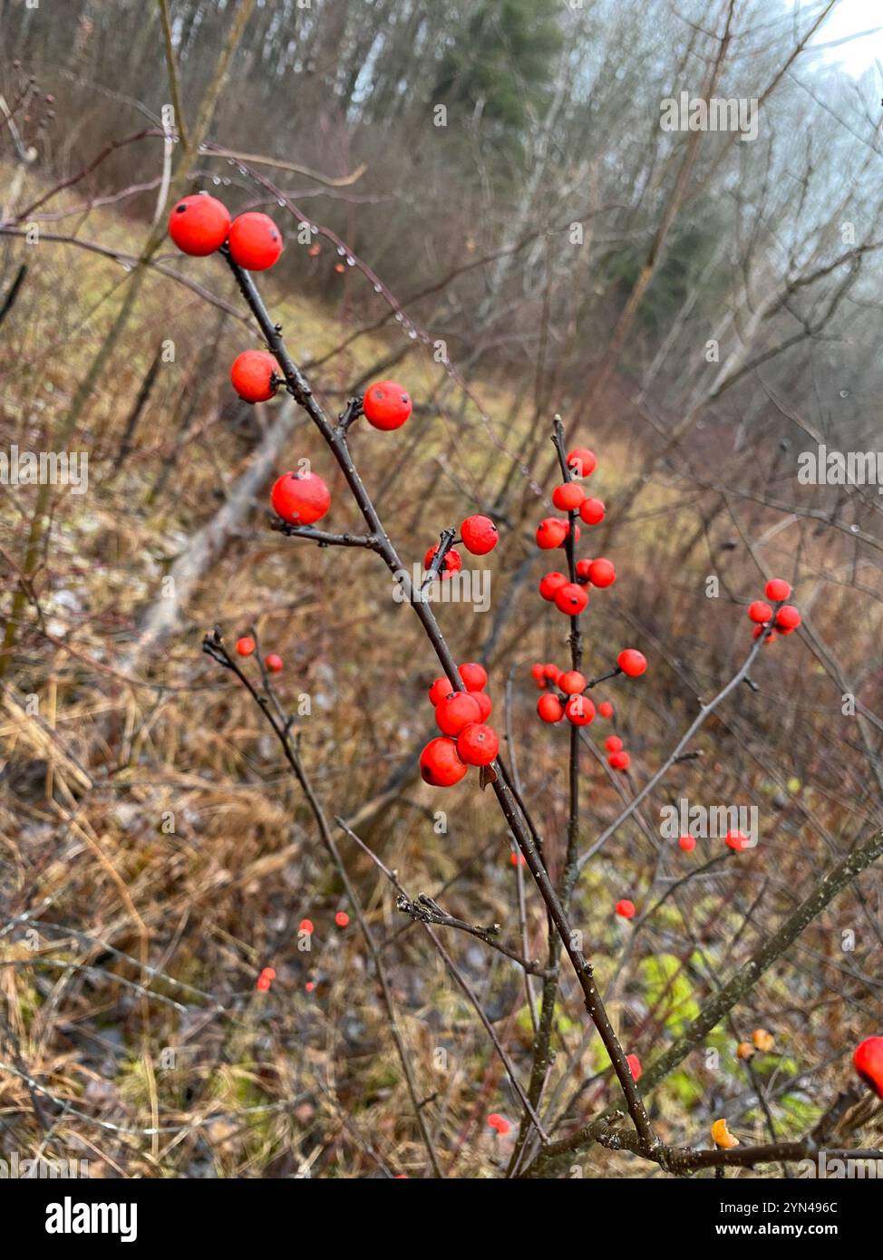winterberry holly (Ilex verticillata Stock Photo - Alamy