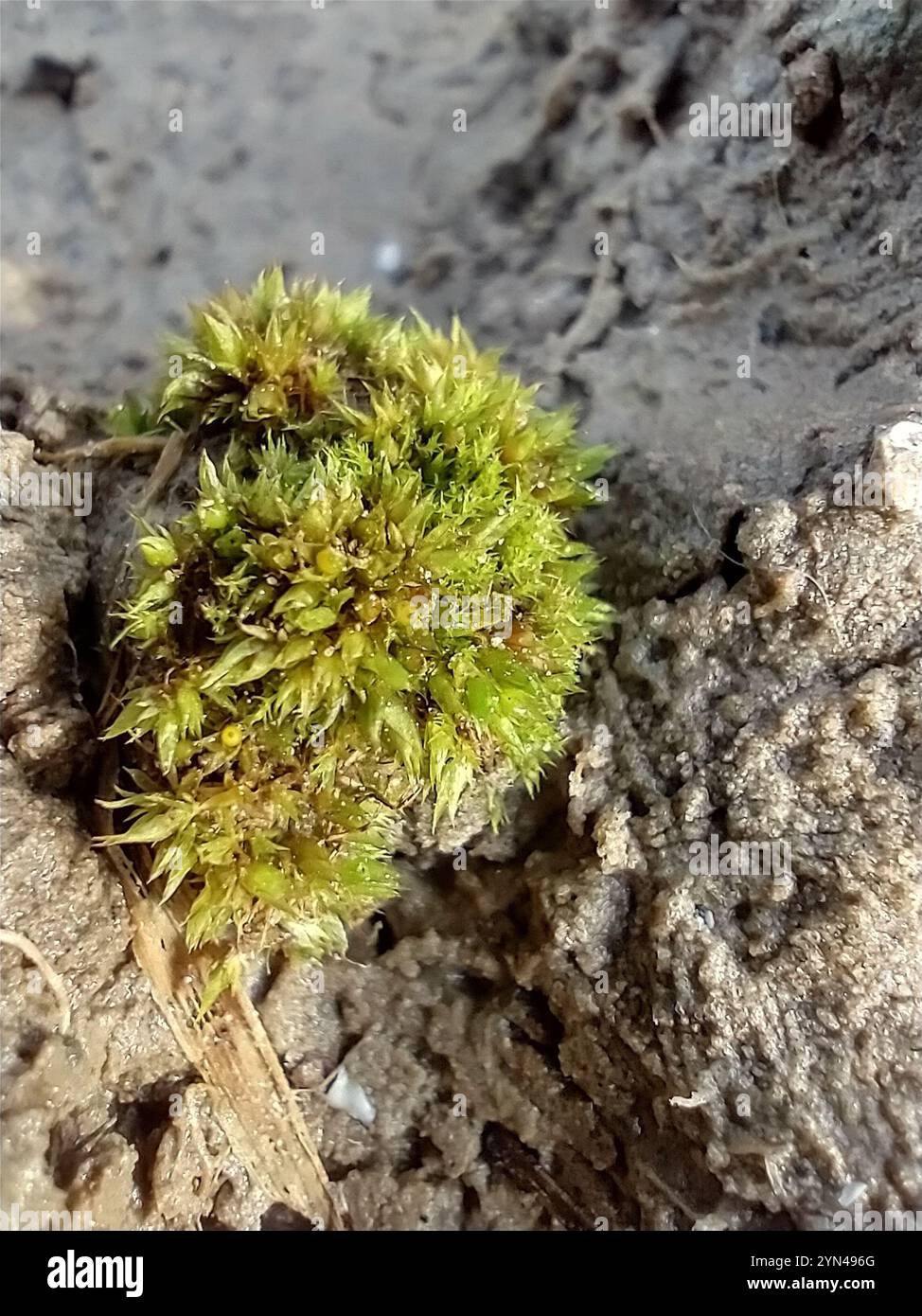 Cuspidate Earth Moss (Tortula acaulon Stock Photo - Alamy