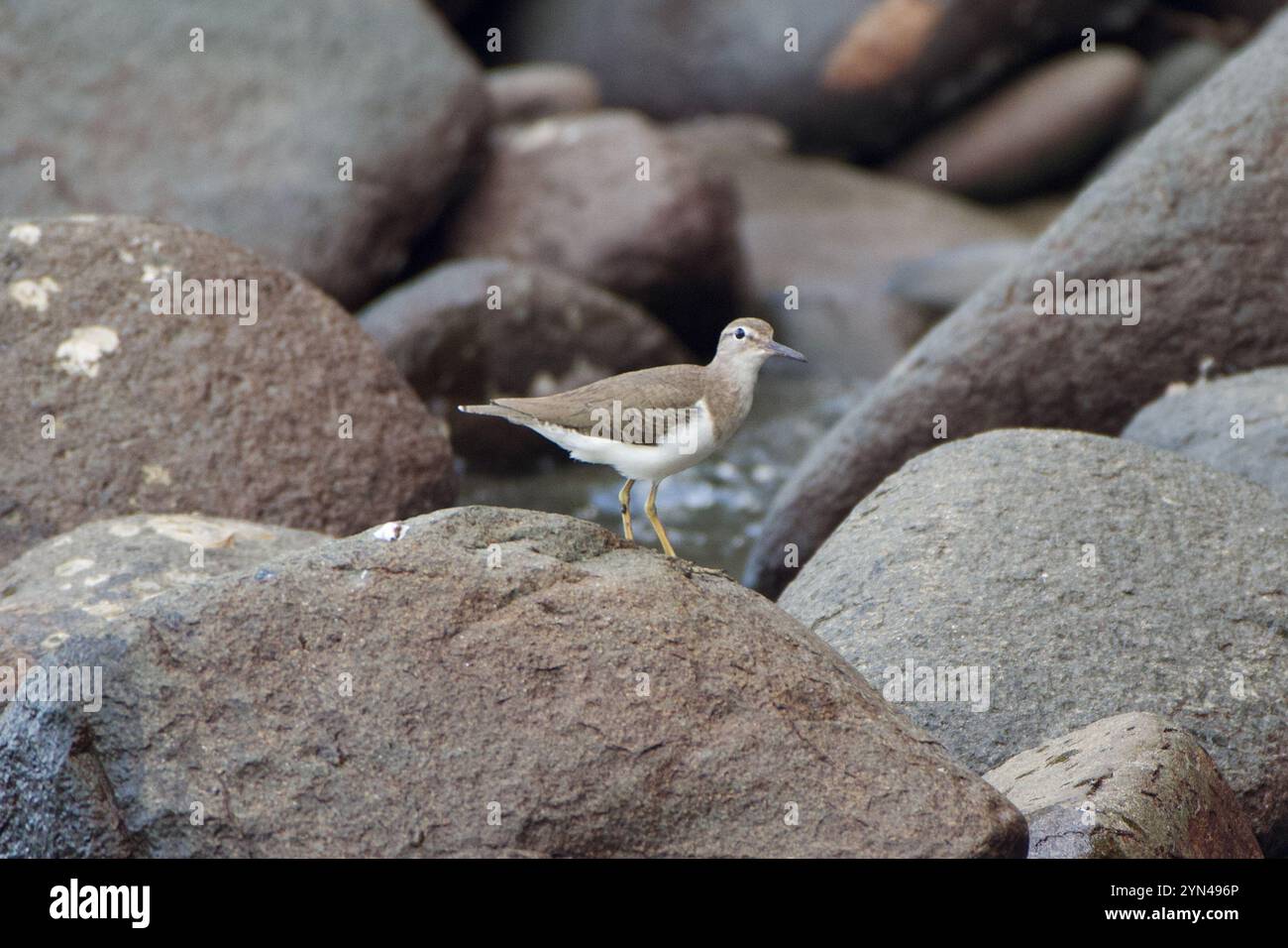 Spotted Sandpiper (Actitis macularius Stock Photo - Alamy