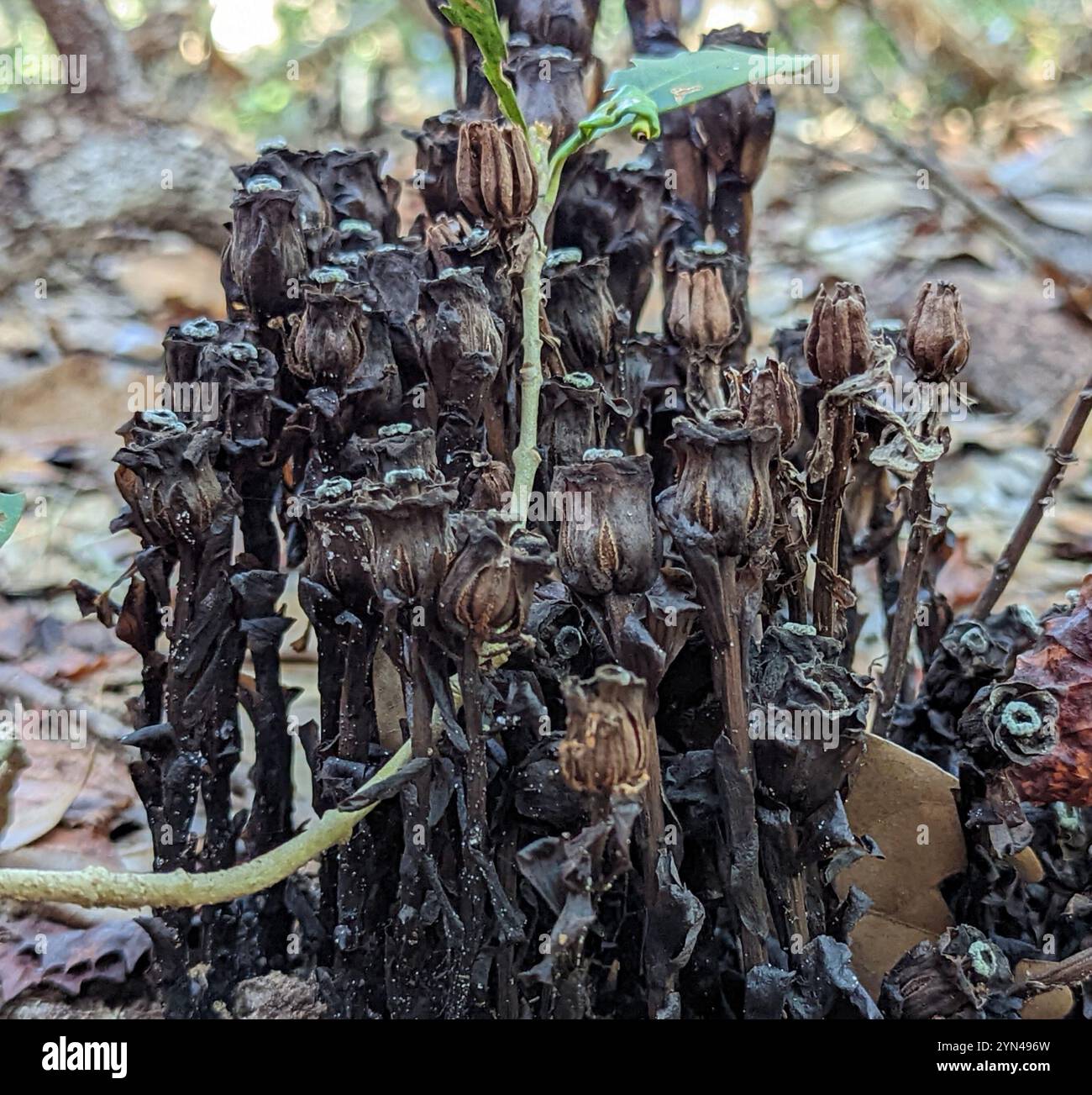 Ghost Pipe (Monotropa uniflora Stock Photo - Alamy