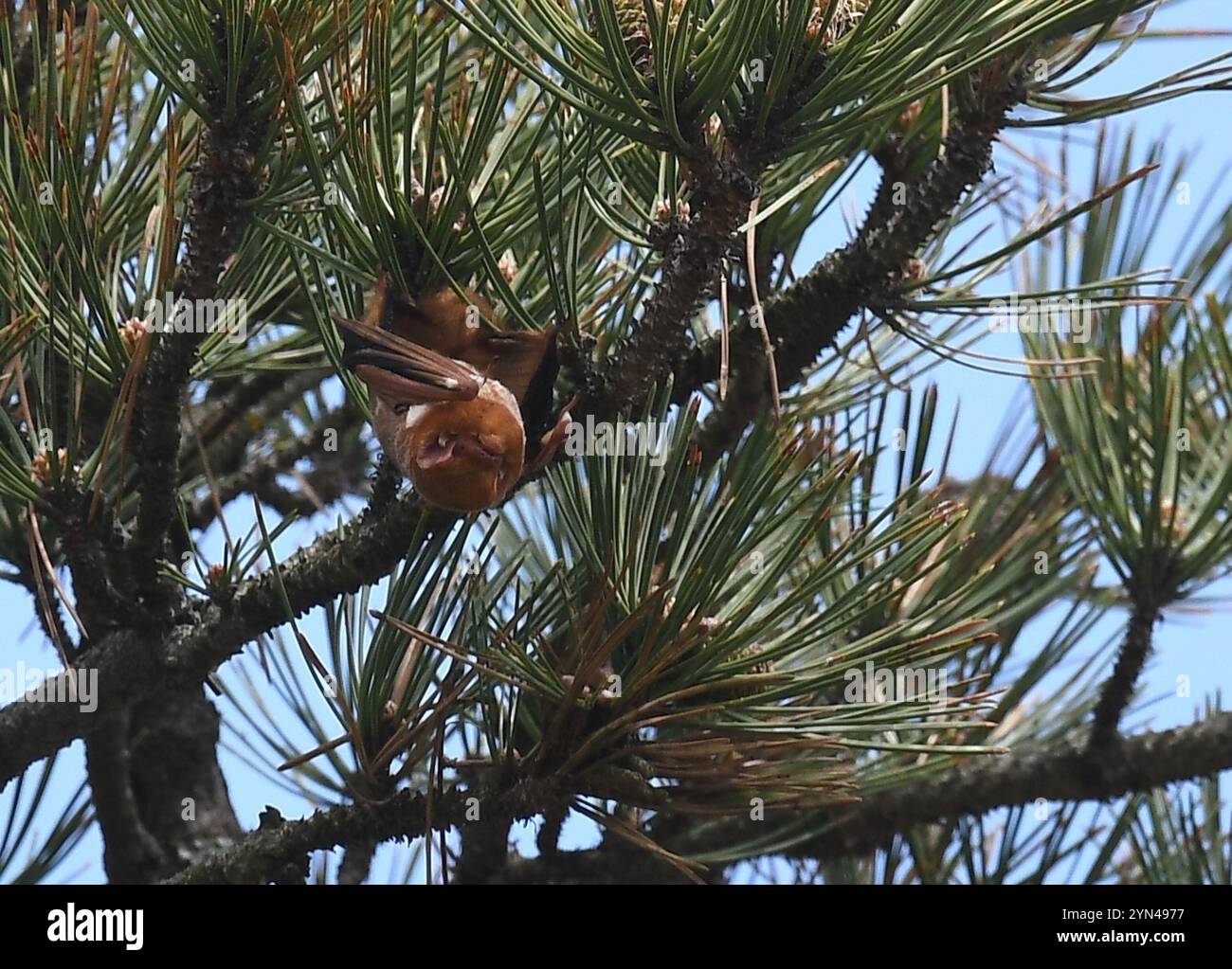 Eastern Red Bat (Lasiurus borealis Stock Photo - Alamy