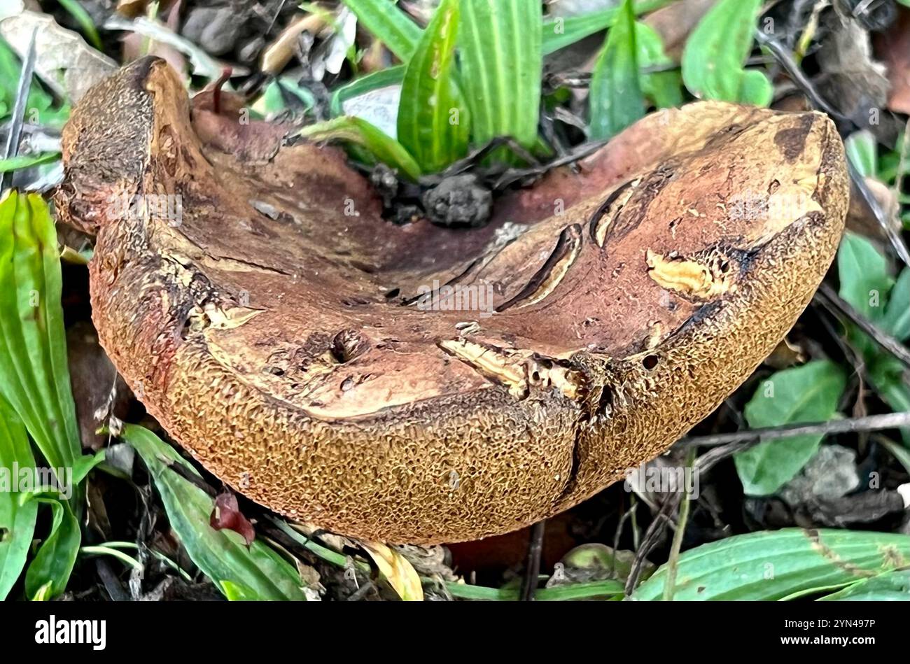 Liver bolete hi-res stock photography and images - Alamy
